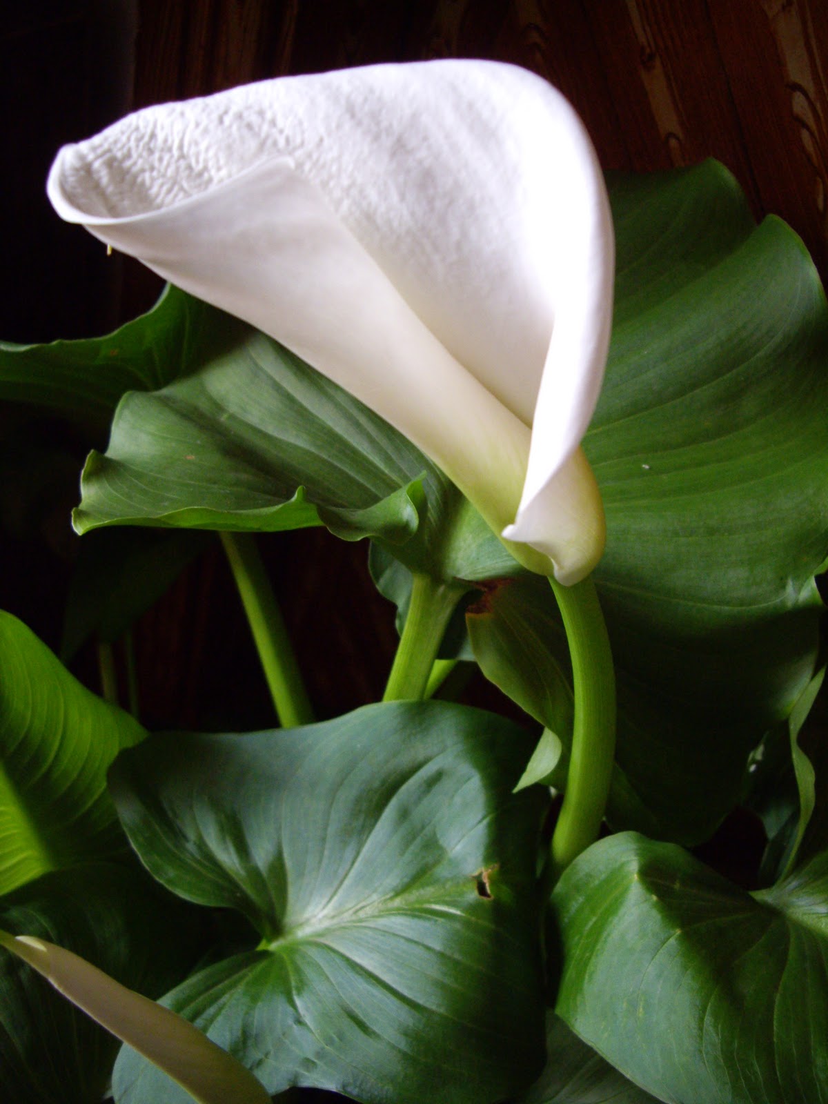 Liudvikos skrynia: Kalija