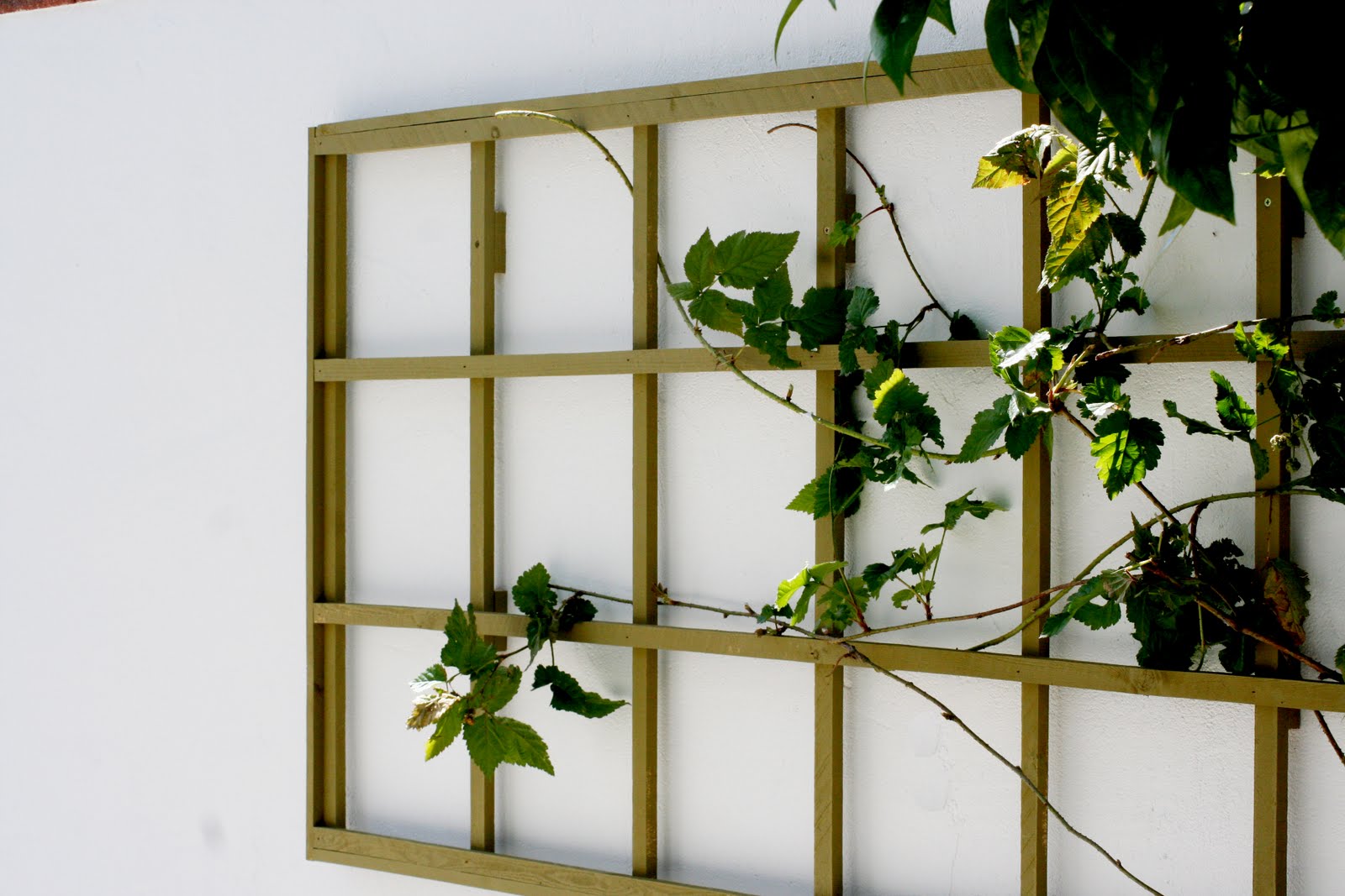 Picnics in the Park: A Custom Built Trellis for the Blackberries