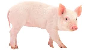 Scientific Name of Pig| Suar ka vaigyanik name | सुअर का वैज्ञानिक नाम ...