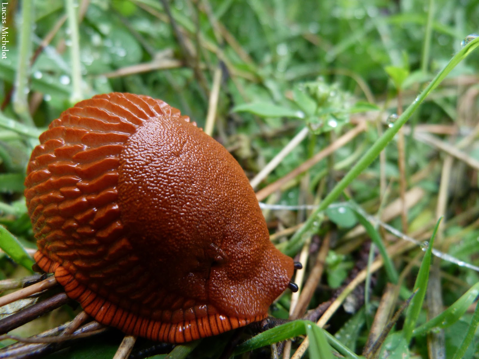 Quelques images de la nature 2: février 2013