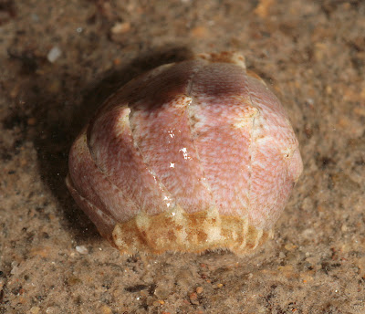 Real Monstrosities: Chiton