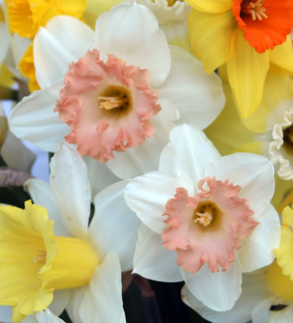 DAFFODILS -- One of the First Signs of Spring - Sowing the Seeds