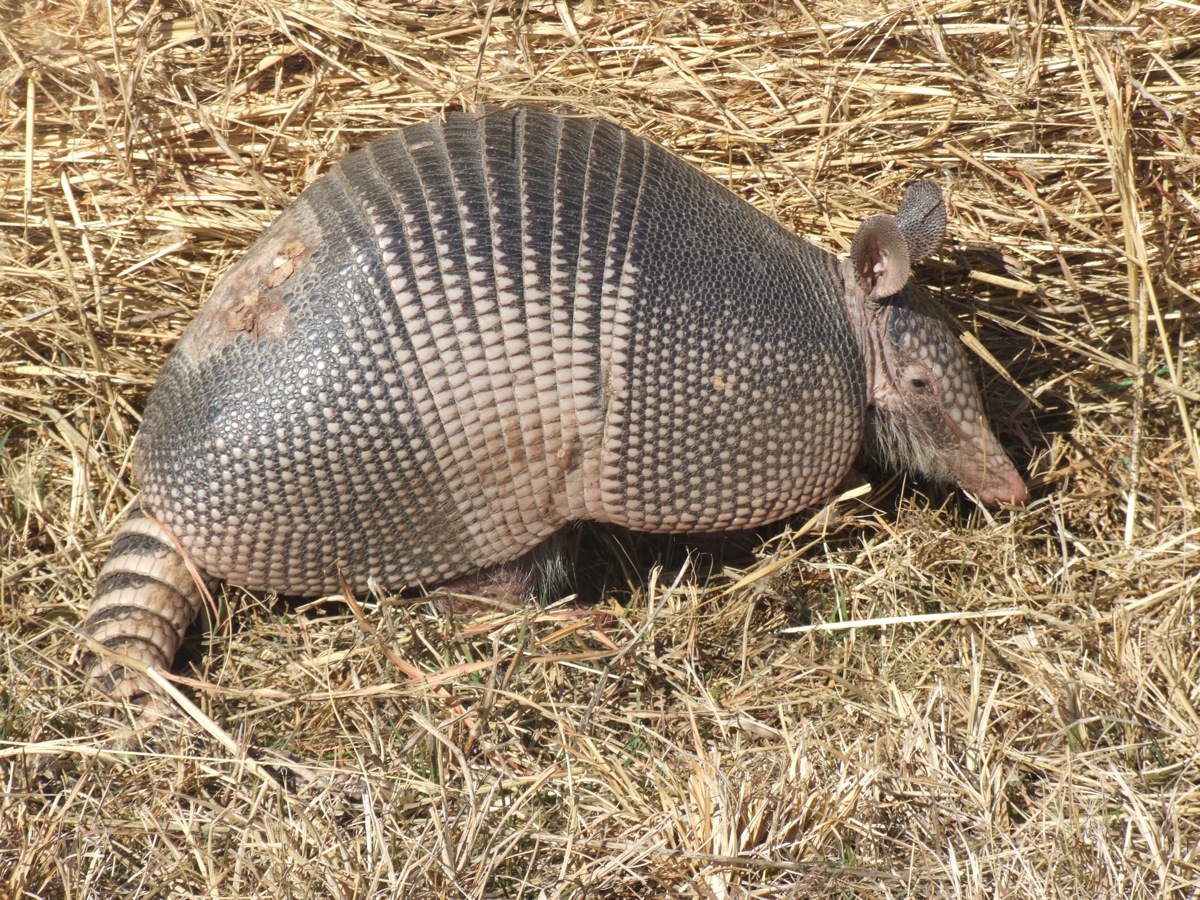 Springfield Plateau: New "Native" Species