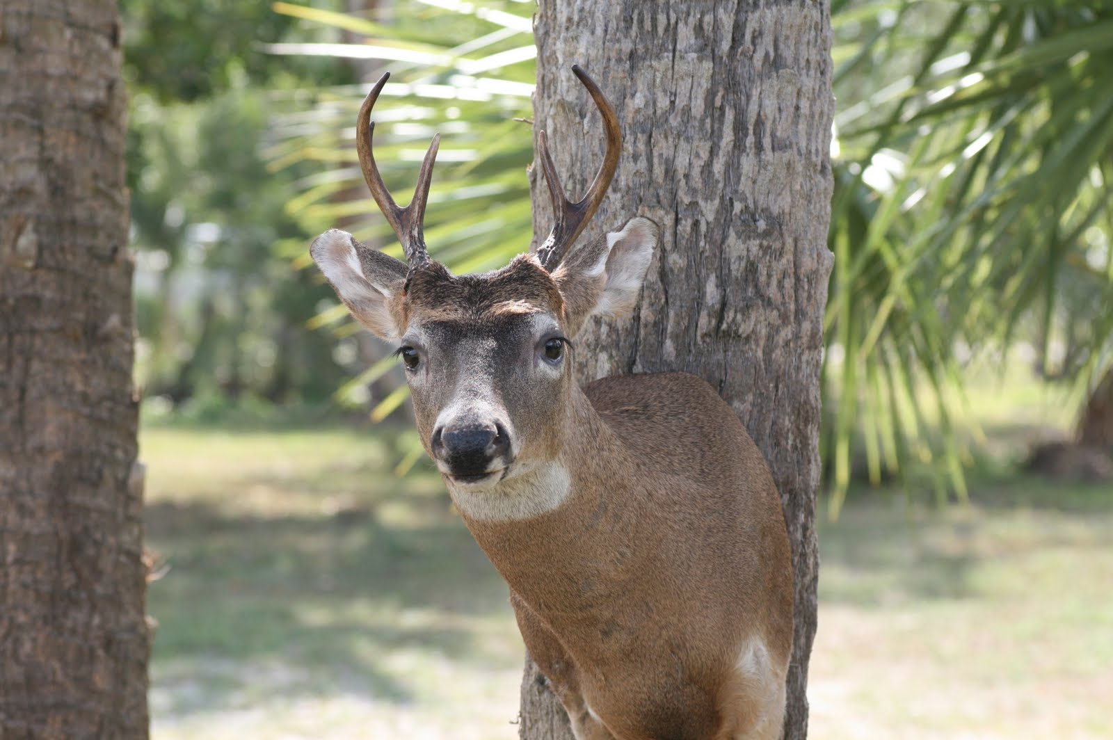 Allen's Taxidermy: April 2011