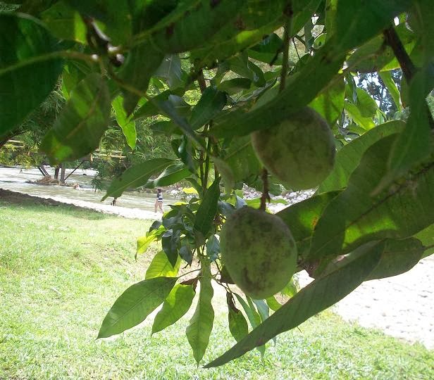 Semua Menjadi: Cintai Sungai dan Mempelam Kita