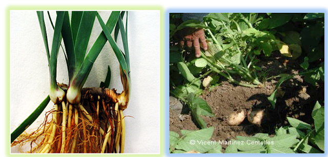 BIOLOGÍA GENERAL: TALLOS