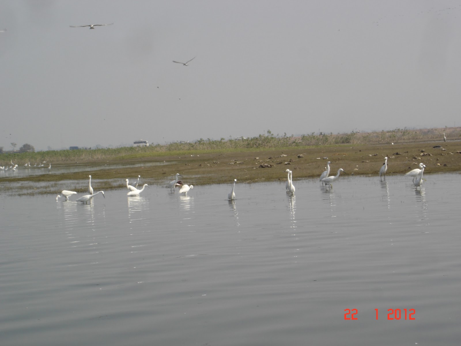 Paradise Pune: Bhigwan - Bhuleshwar Bird watching