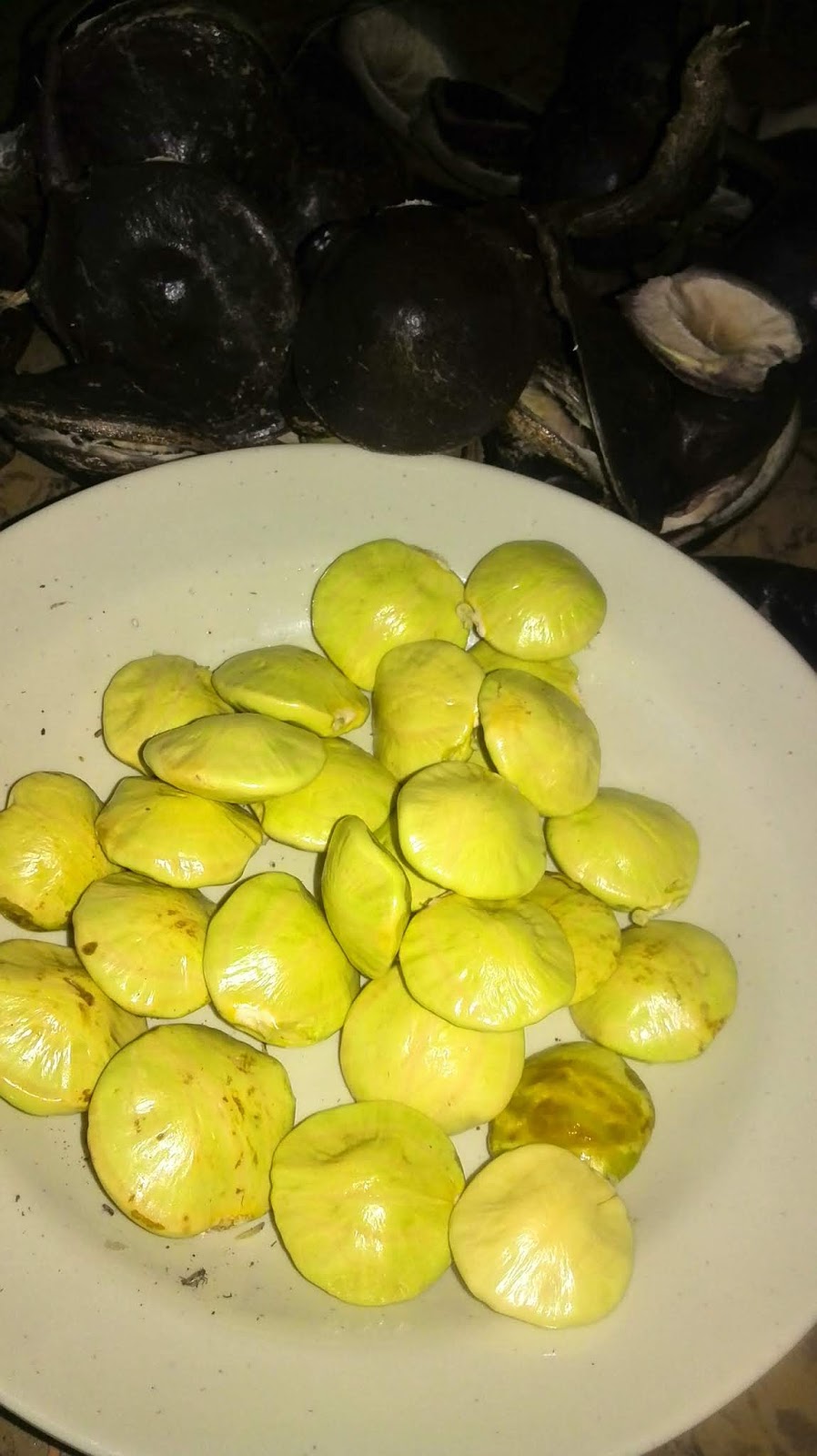 namakucella: MENGAIT BUAH JERING