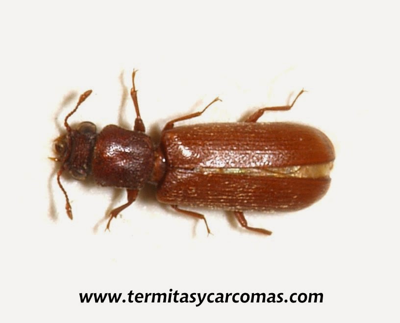 Termitas y carcomas.: Carcoma de la madera. Lyctus brunneus
