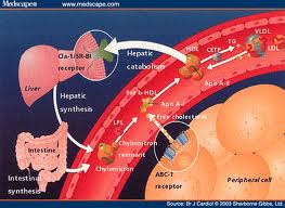 reikun'ssi world: Metabolisme Kolesterol Part 1