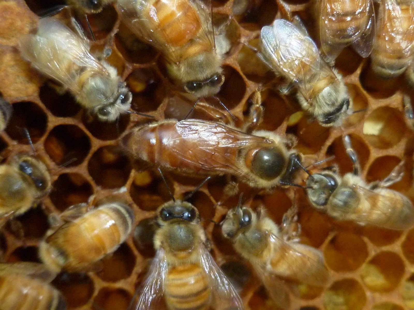 Queen Anne Bees: Supersedure Queens and Swarms