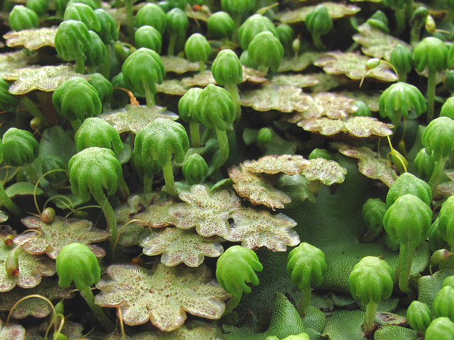 Proyecto: Brotan paisajes en el cuerpo (s/n): Criptógamas, plantas sin flor