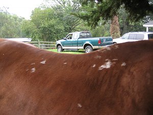 Horses' Girth Gall and Saddle Sores