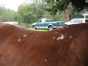 Horses' Girth Gall and Saddle Sores