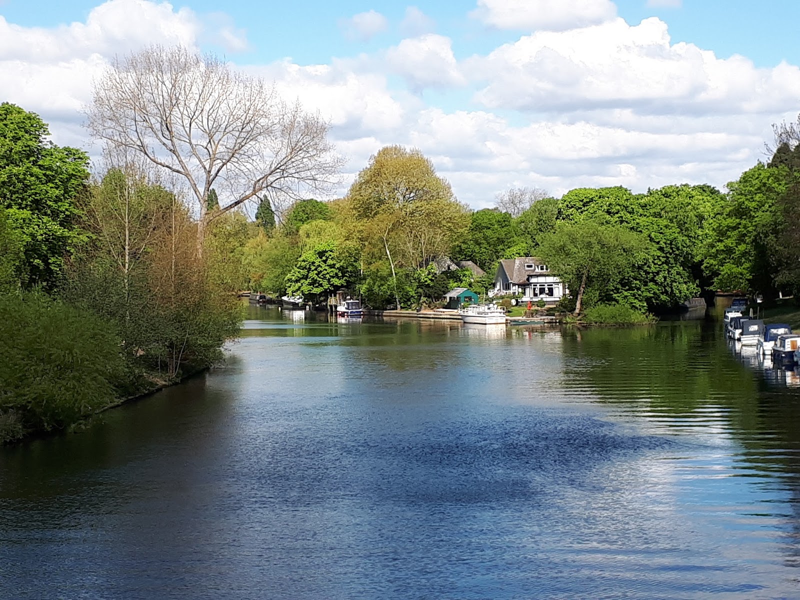 and Millie makes three: Boveney Lock Moorings (River Thames) – Tuesday ...