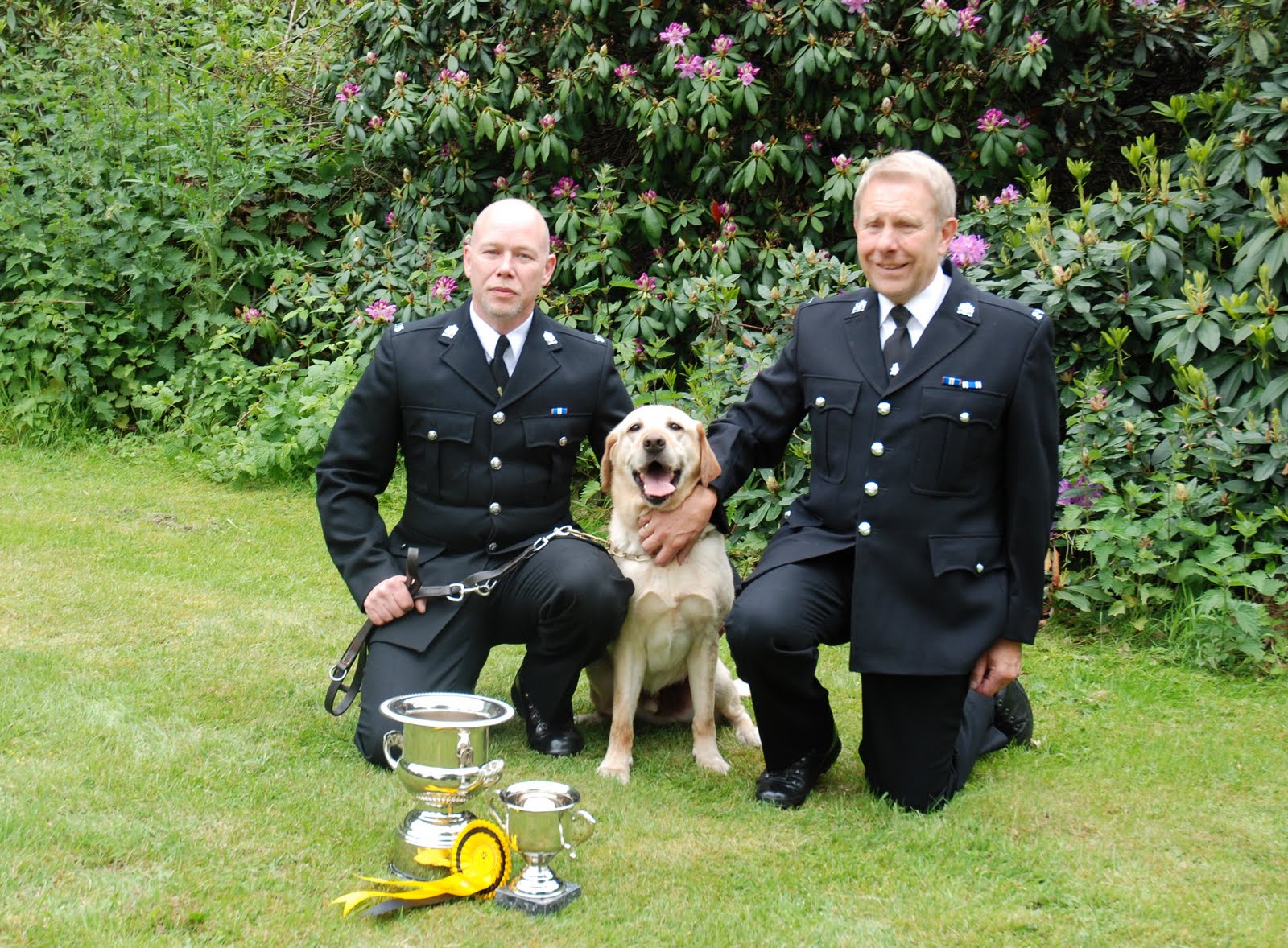 UK Police Dog history: ABANDONED LABRADOR IS NOW AWARD-WINNING POLICE DOG