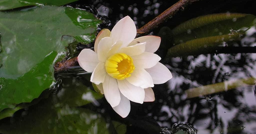 Medicinal Plants: Nymphaea pubescens Kumuda