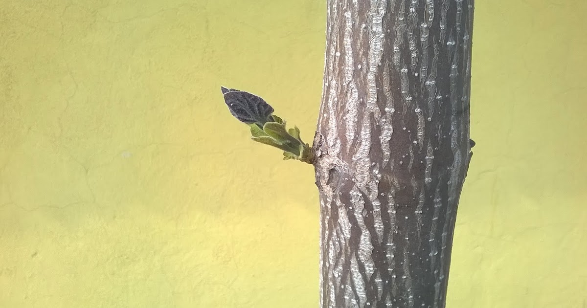 5 Sfaturi Utile la Plantarea Copacului de Paulownia in Gradina.