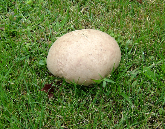 The Write Stuff: Mushrooms v. Toadstools