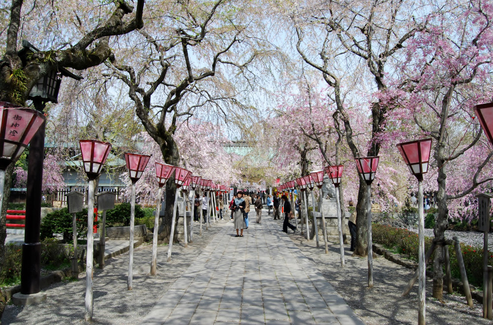 Photos Sightseeing in Japan: Cherry blossoms in Mishima Taisha Shrine ...