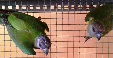 How to Breed Birds - Breeding And Rearing Tips For Exotic Bird Breeders ...