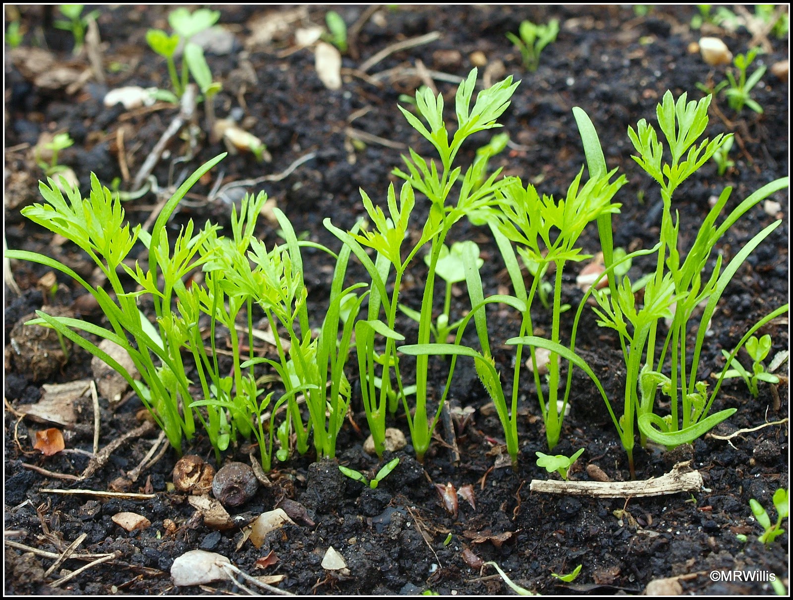 Mark's Veg Plot: Thinning Carrots