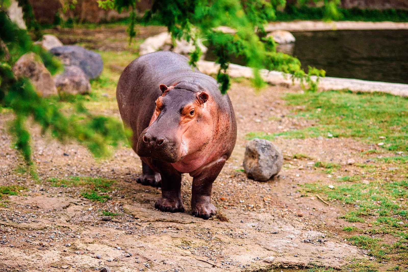 "LA SEÑO EVA Y SUS OCHO ENANITOS": LOS ANIMALES DEL NILO