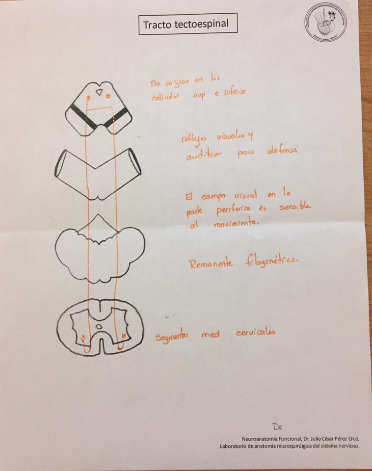 tracto tectoespinal