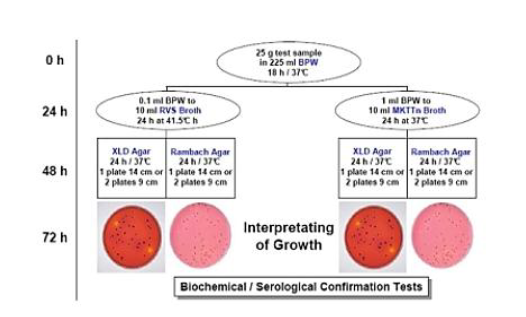 Mikrobiologi : Uji Salmonella: Uji Salmonella