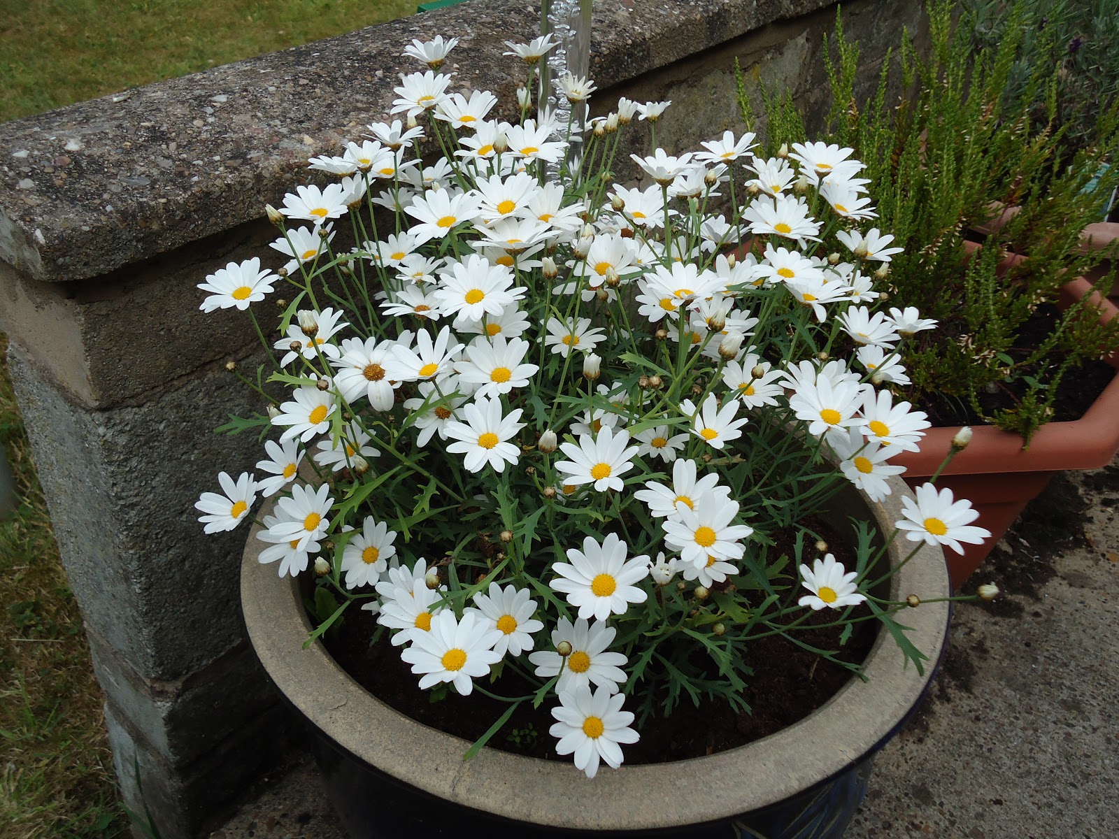 Love My Garden: White Flowered Plants