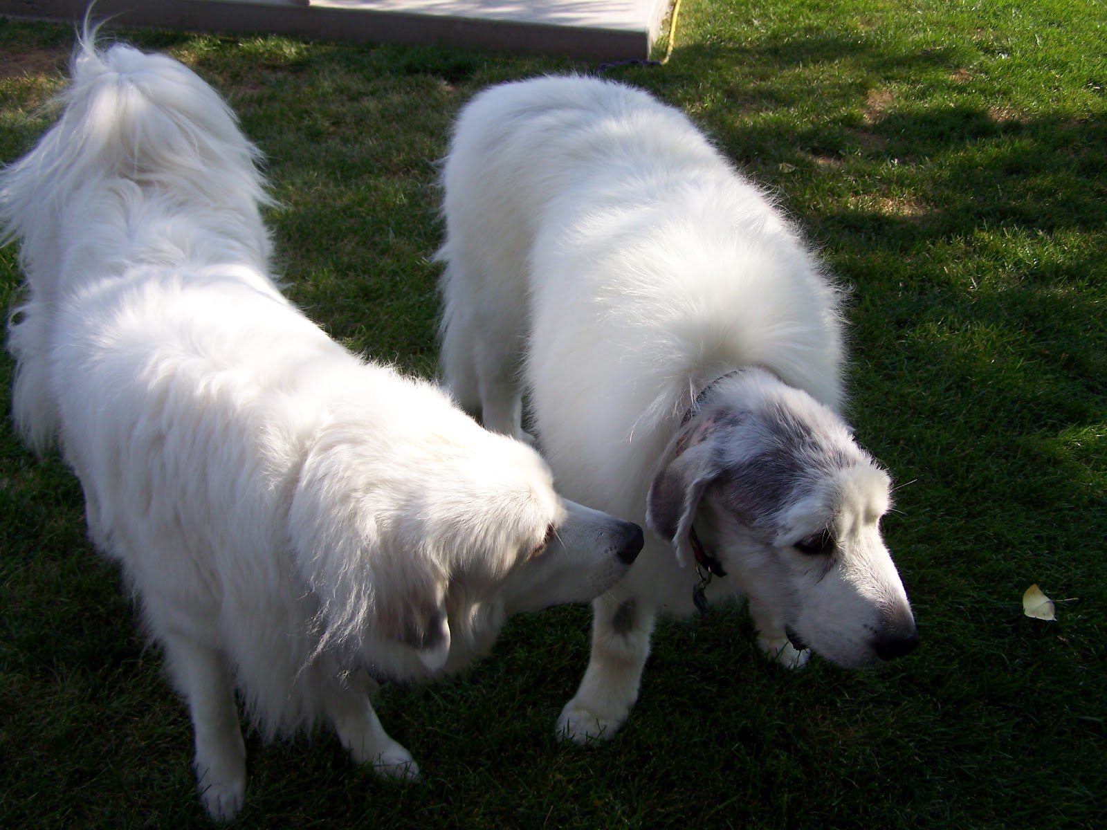 Colorado Great Pyrenees Rescue Community: Henry: Success Story!