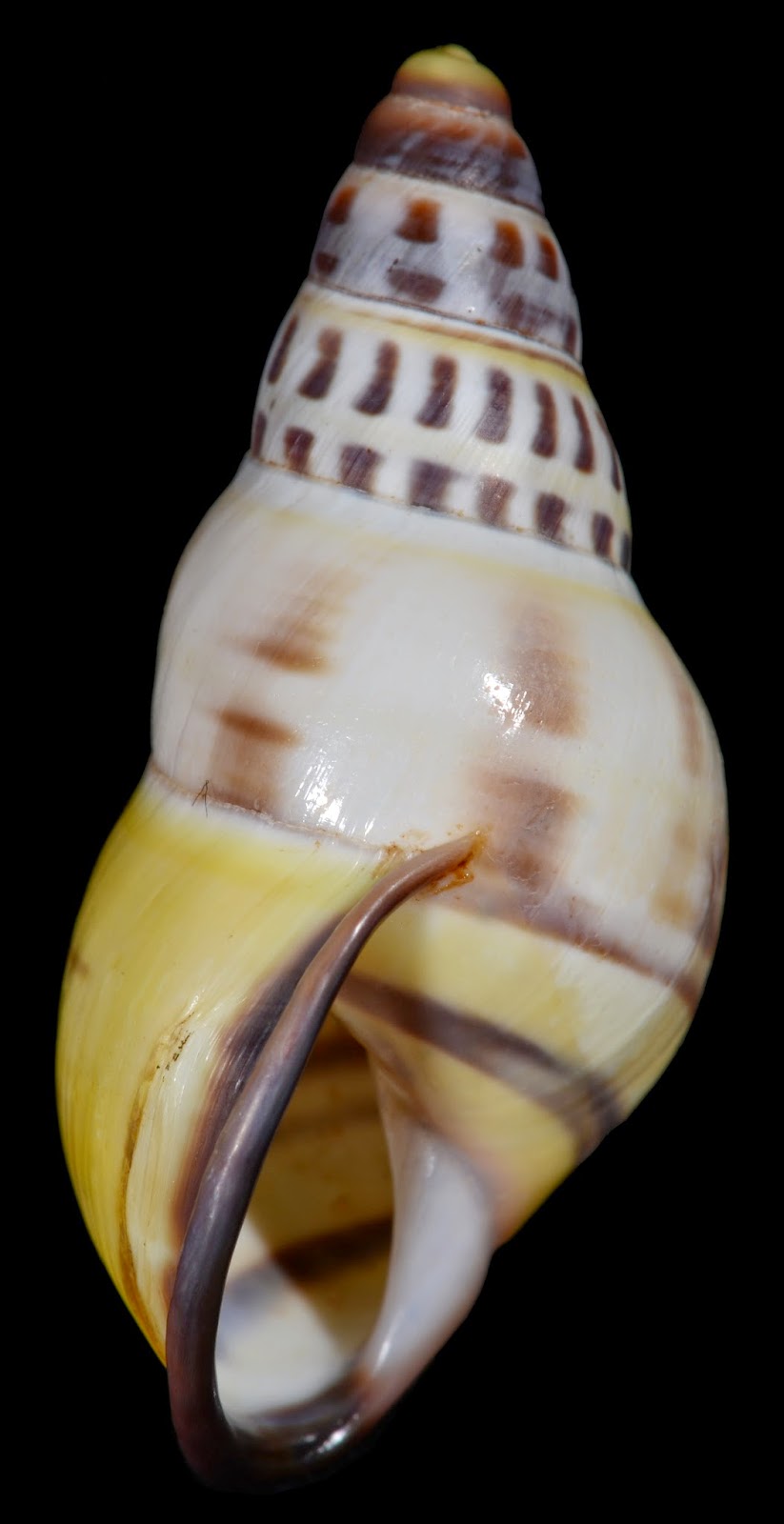 Dr. Lee's Gallery Museum: Amphidromus contrarius nikiensis 32.16mm