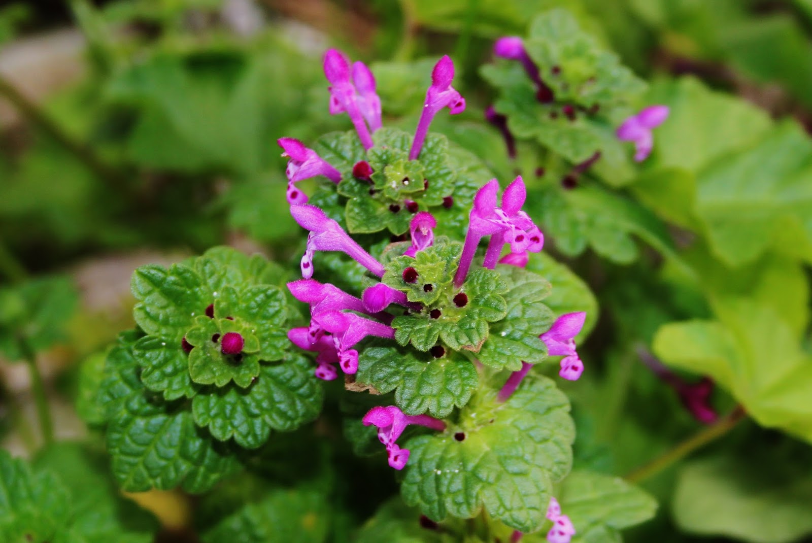 Biodiversity of Cyprus by NGO Protection of the Natural Heritage and ...