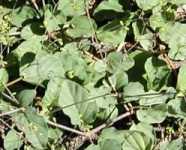 Olodumare: Hierbas de Obatalá