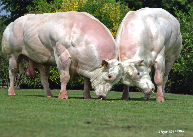 Potensi Sapi Belgian Blue, American Brahman dan Nellore - Elinotes ...