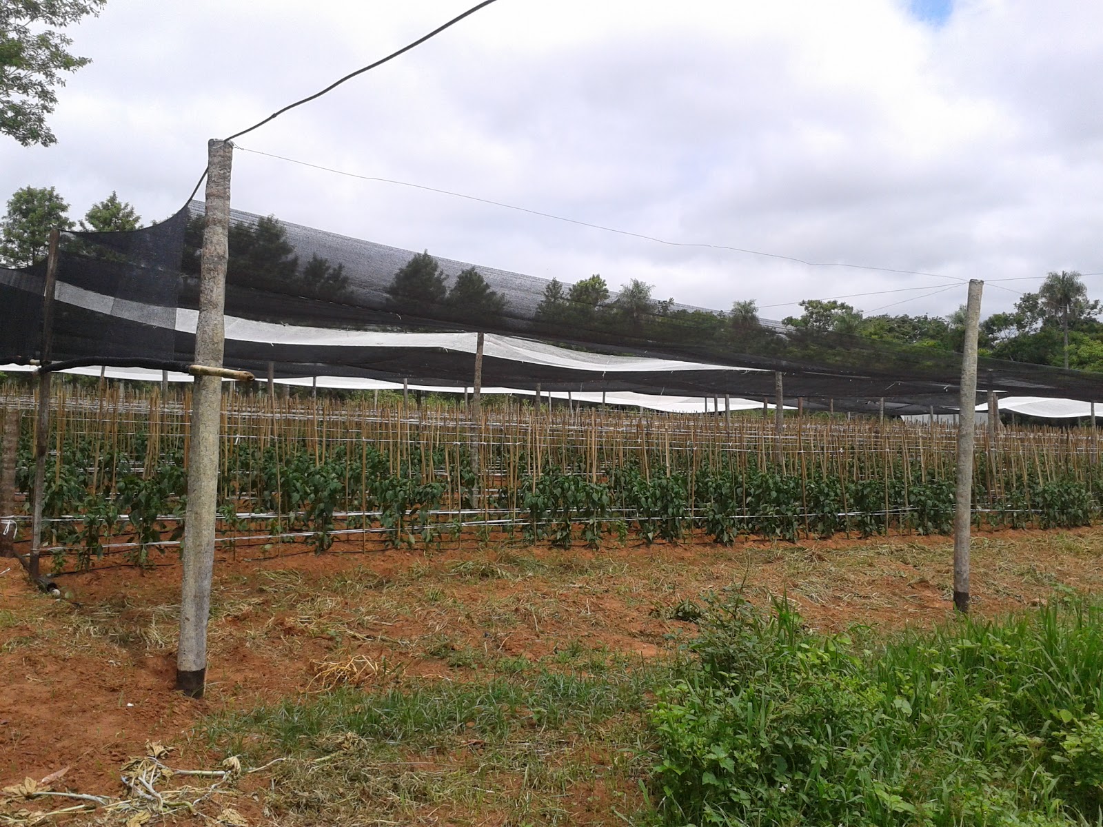 Paraguay: un milagro americano!: Locote paraguayo con calidad de ...