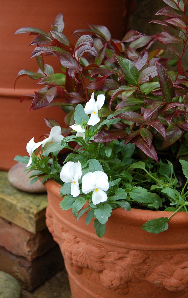 Potting Up...: Still busy planting pots for winter/spring
