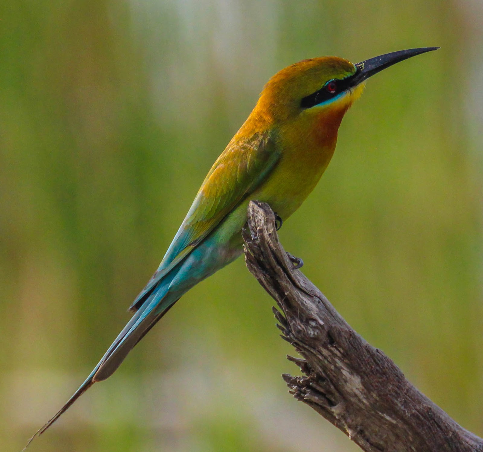 Cannundrums: Blue-Tailed Bee-Eater