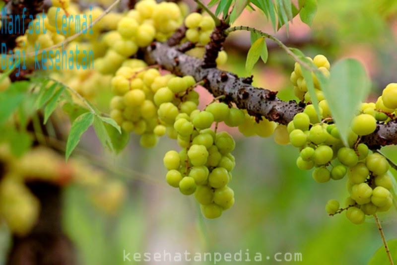 Manfaat Buah Cermai Belanda bagi Kesehatan - kesehatanpedia
