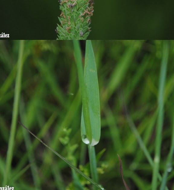 FOTOS DE FLORA NATIVA Y ADVENTICIAS DE URUGUAY : Phalaris angusta. Poaceae