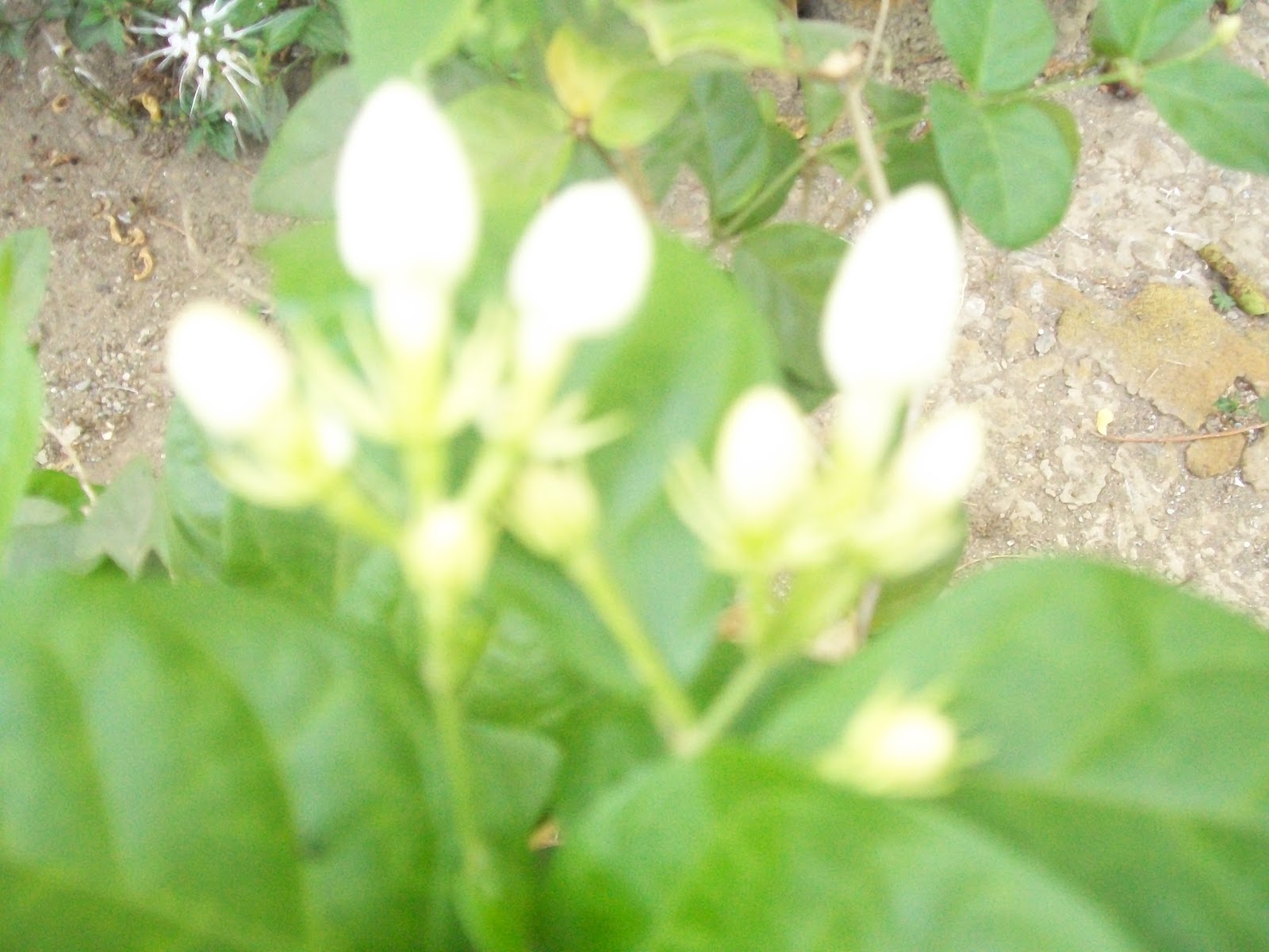 JASMINE ( MELATI ): JASMINE