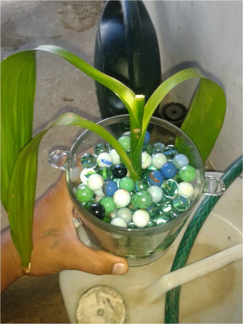 La Doctora De Las Plantas: Consejos para cuidar tu bambú de la suerte ...