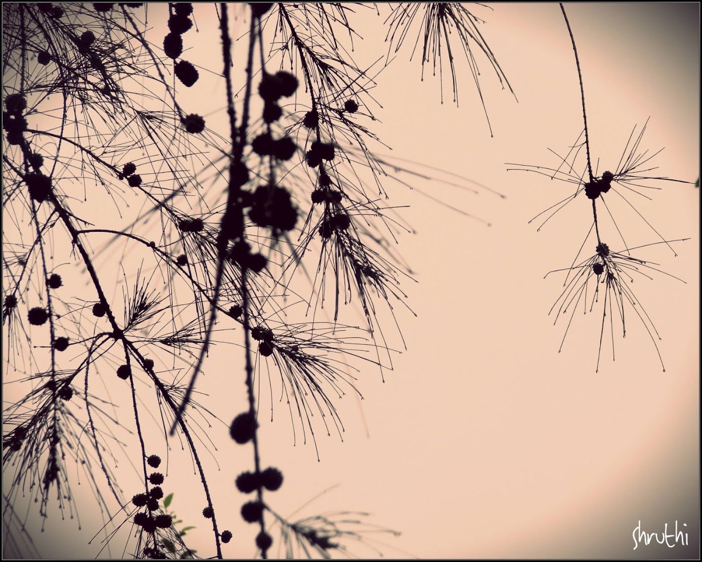 Life is beautiful: Casuarina Tree (gaali mara)