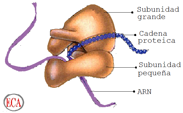 BIOLOGÍA nivel enseñanza media : RIBOSOMAS