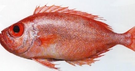 25+ Ikan Mata Merah, Istimewa!