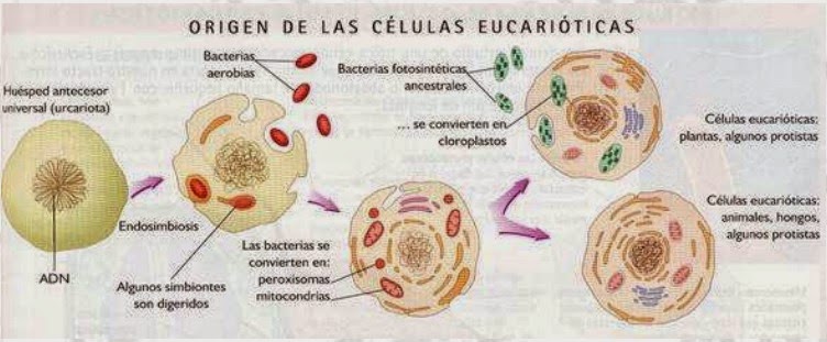 LUGAR VERDE: TEORÍA ENDOSIMBIÓTICA