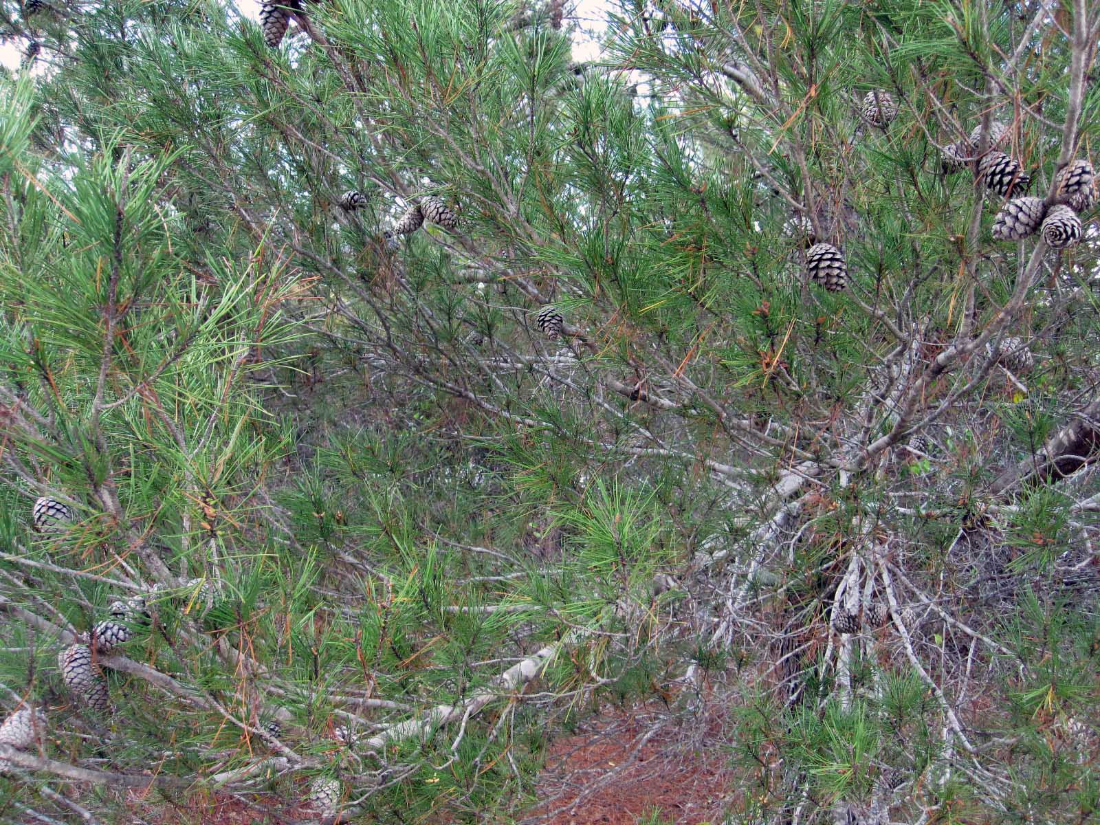 Gardening South Florida Style: Native Florida Sand Pine Scrub Land