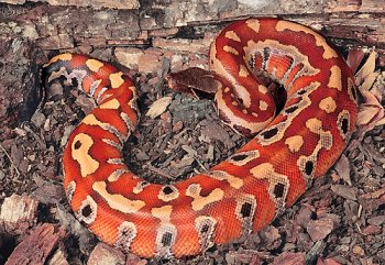 DIPONG (Python curtus) ~ INDONESIAHIJAUSEJATI