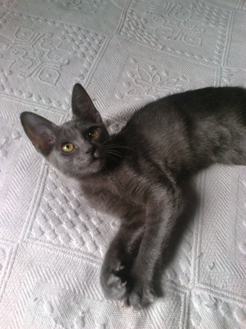 Adoptándonos: Adorable gatita de color gris plomo en adopción