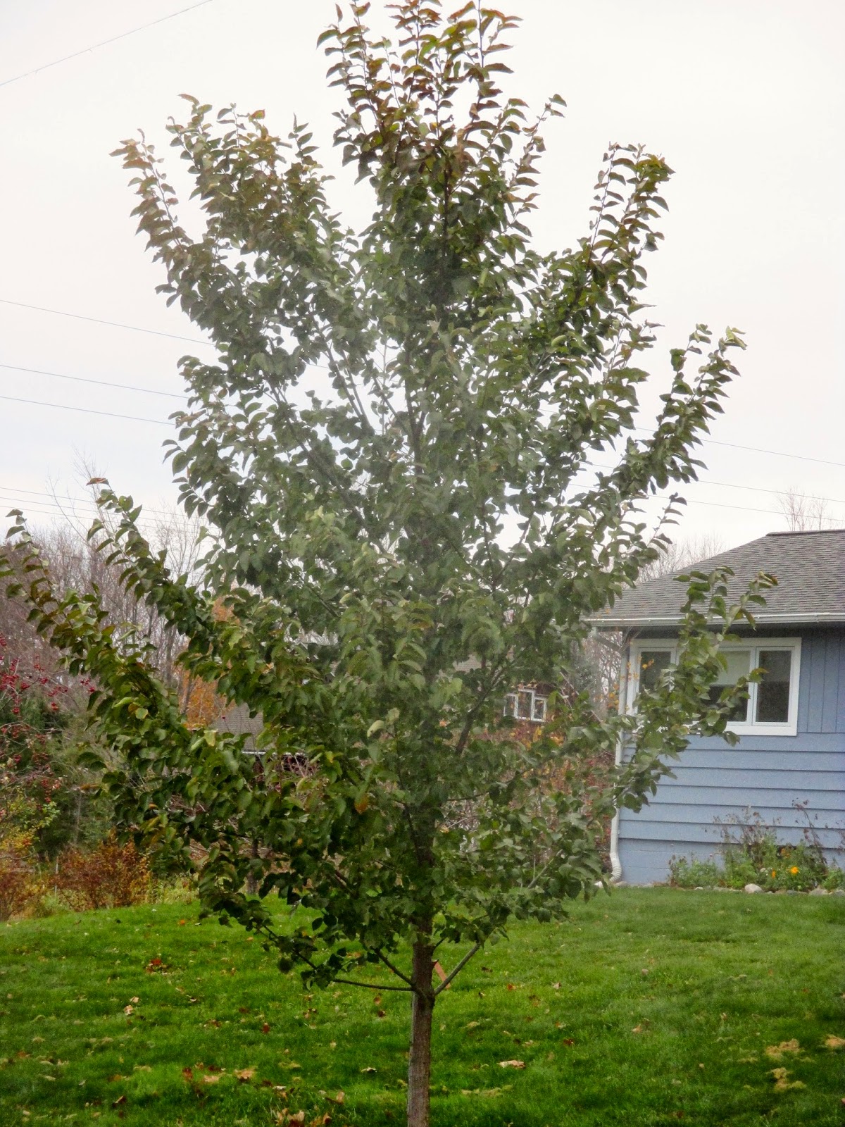 Art's Bayfield Almanac: 'NEW HORIZON' ELM